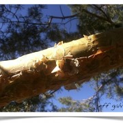 Scotch Pine Tree Identification || Identifying Pinus sylvestris